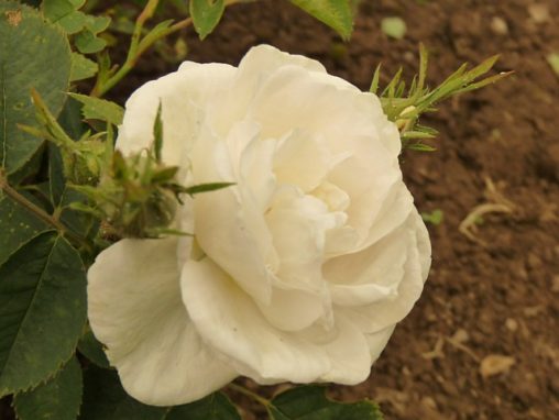 Alba Maxima Klara – Rosenpark Reinhausen