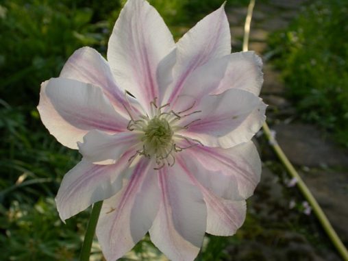 Clematis Andromeda – Rosenpark Reinhausen
