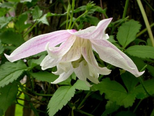 Clematis Propertius – Rosenpark Reinhausen