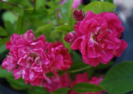 Emile Nerini – Rosenpark Reinhausen