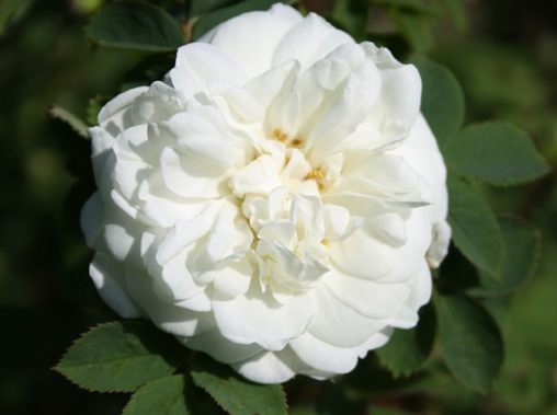 Karl Förster – Rosenpark Reinhausen