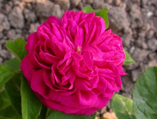 Rose de Resht – Rosenpark Reinhausen