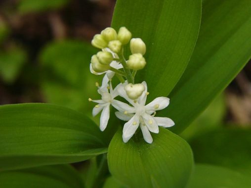 Smilacina stellata – Rosenpark Reinhausen