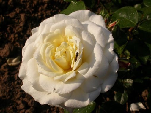 White Cockade – Rosenpark Reinhausen